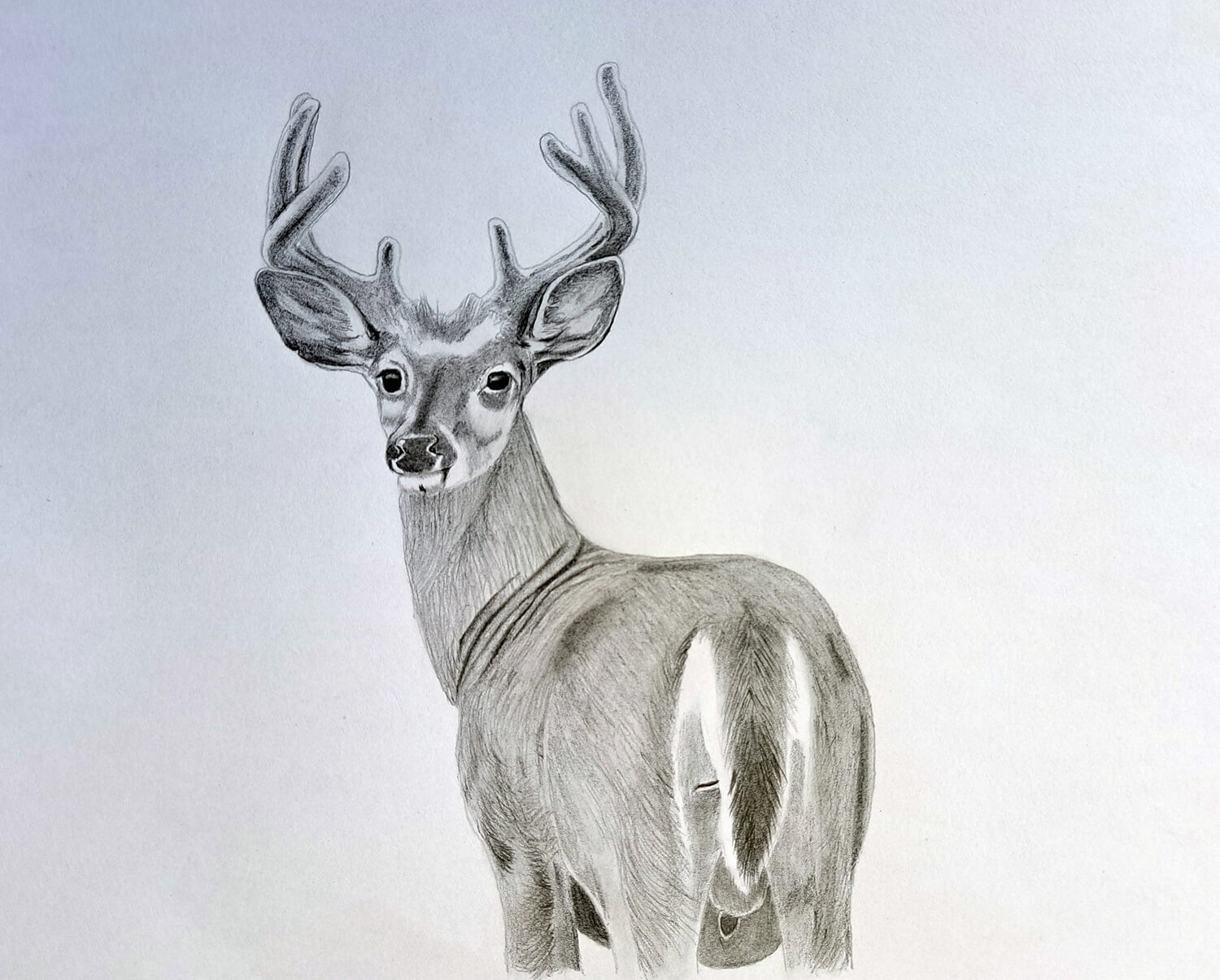 Easy Step-by-Step Tutorial on How to Draw a Realistic Deer | Muus Art