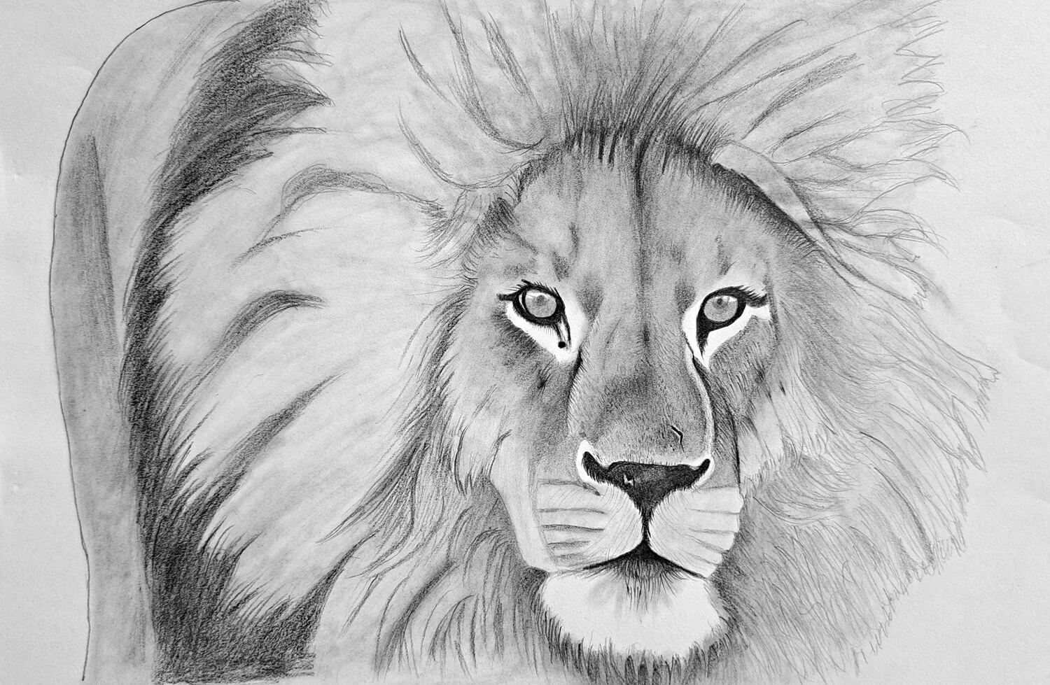 Learn How to Draw a Realistic Lion Step by Step | Muus Art