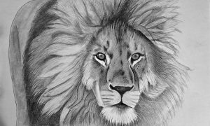 Learn How to Draw a Realistic Lion Step by Step | Muus Art