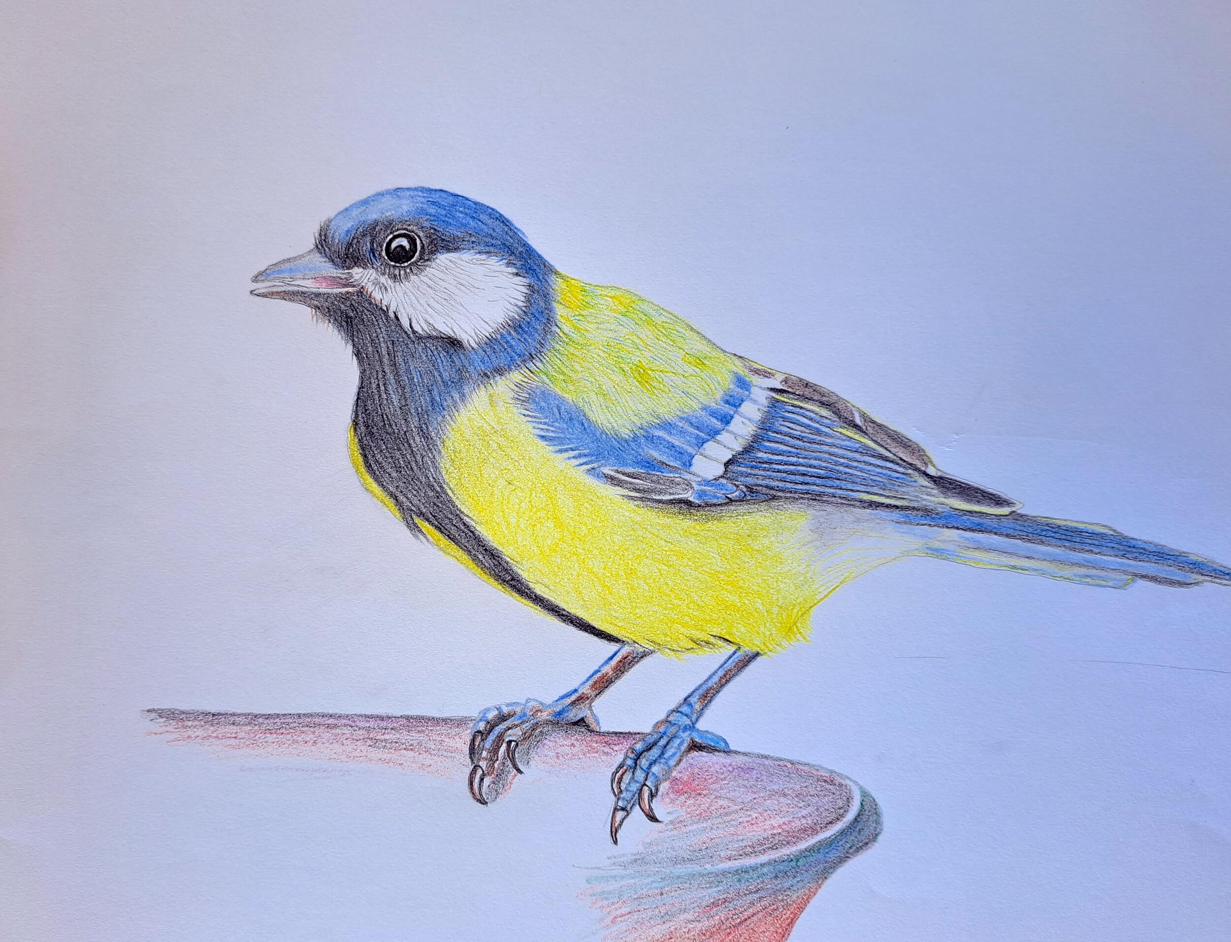 Step-by-Step Guide to Drawing Birds with Color Pencils | Muus Art