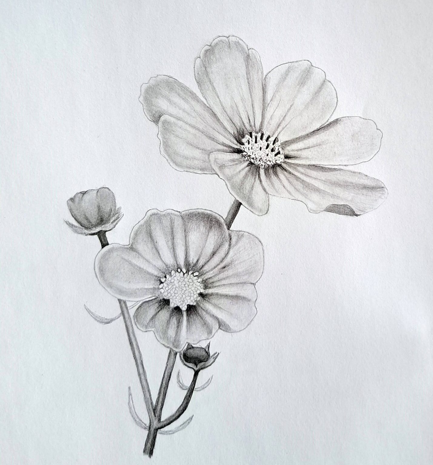 How to Draw Cosmos Flowers Step by Step | Muus Art
