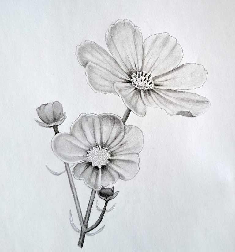 How to Draw Cosmos Flowers Step by Step | Muus Art