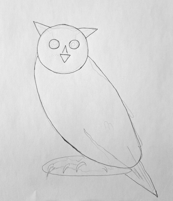 7 Steps on How to Draw an Owl with Realism | Muus Art