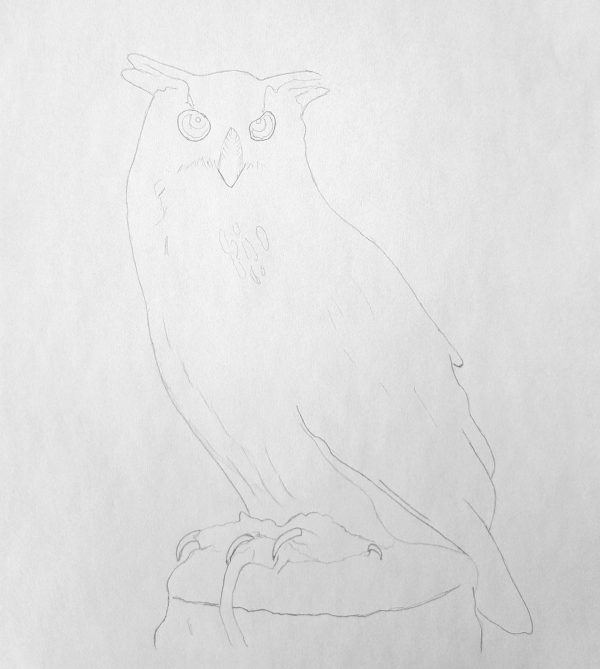 7 Steps on How to Draw an Owl with Realism | Muus Art