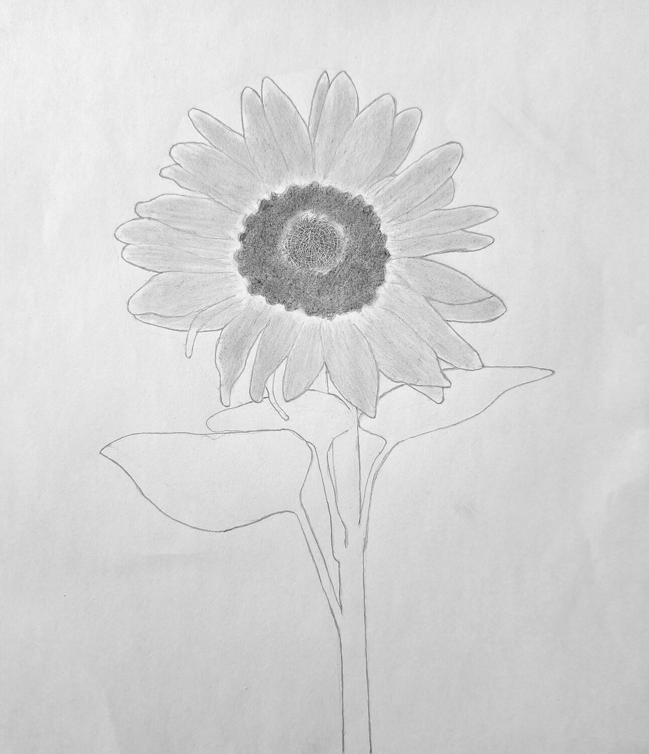 Beginner’s Guide to Drawing Sunflowers Step by Step | Muus Art