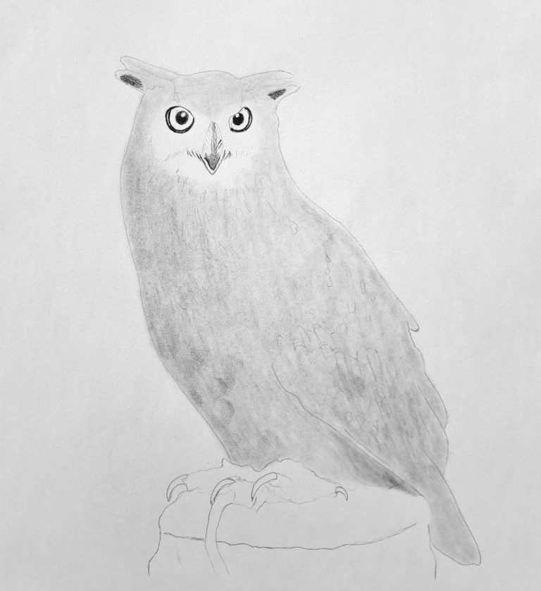 7 Steps on How to Draw an Owl with Realism | Muus Art