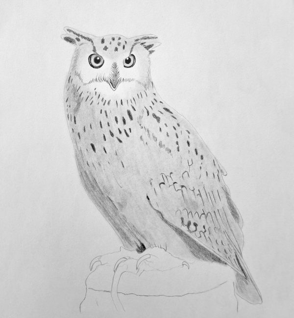 7 Steps on How to Draw an Owl with Realism | Muus Art