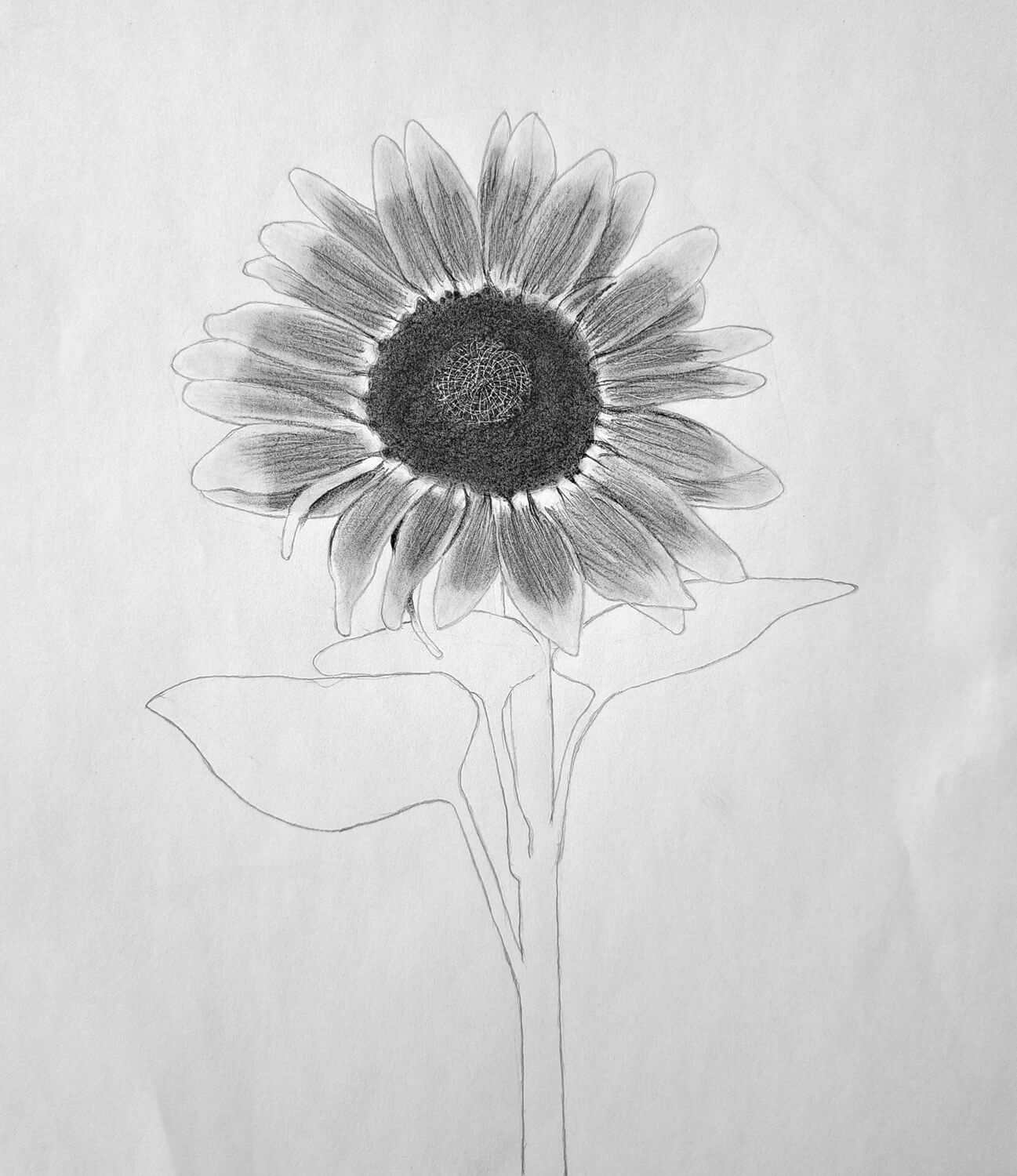 Beginner’s Guide to Drawing Sunflowers Step by Step | Muus Art