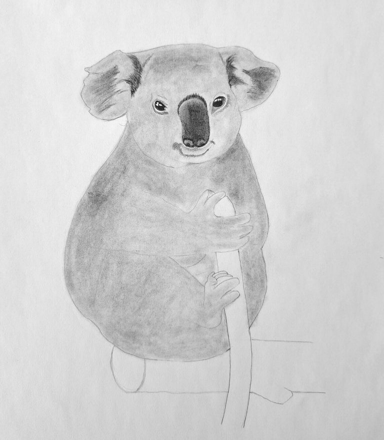 Drawing a Realistic Koala – How to Draw a Koala with Pencils | Muus Art