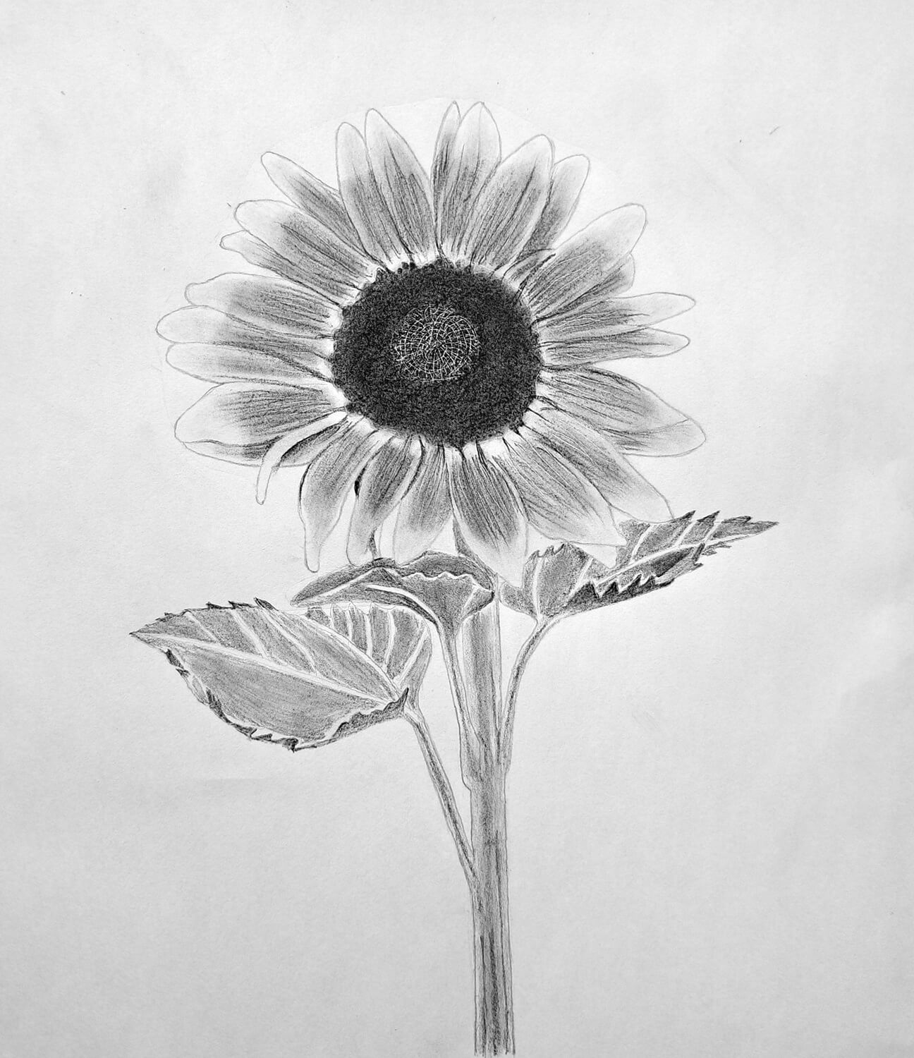Beginner’s Guide to Drawing Sunflowers Step by Step | Muus Art