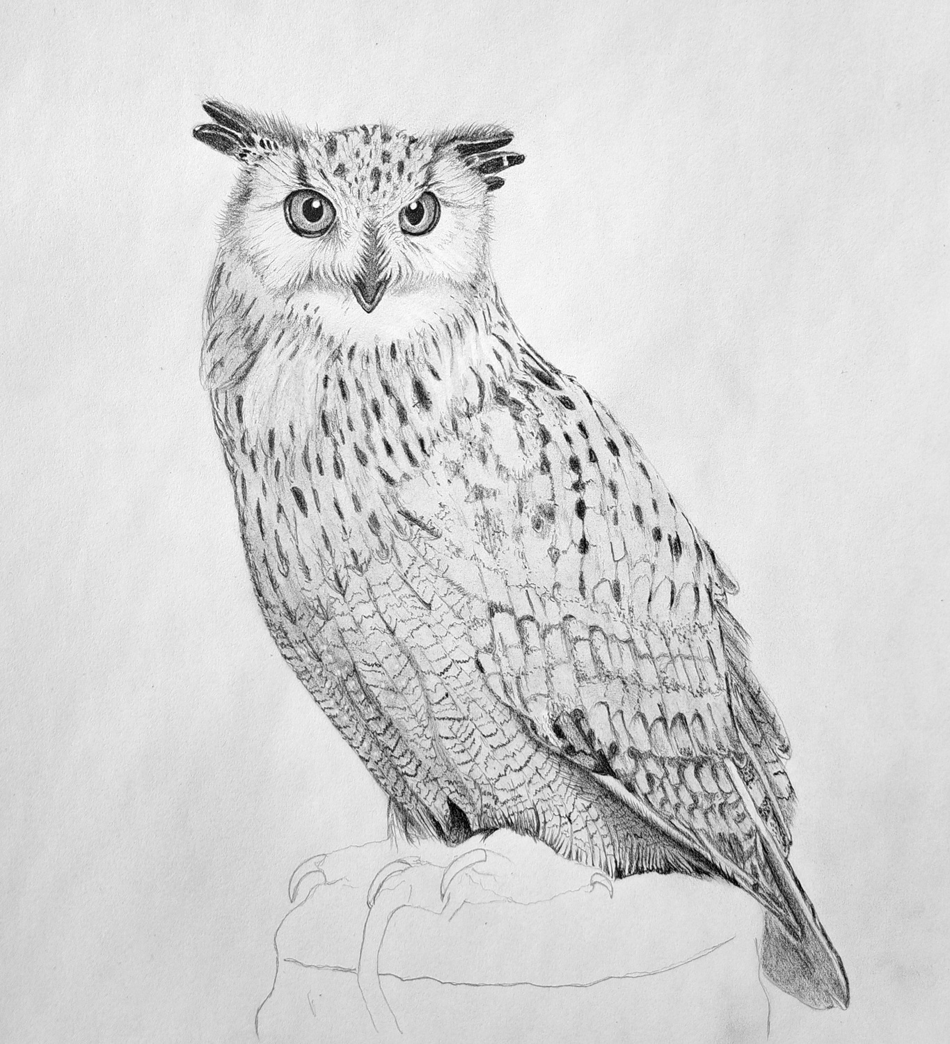 7 Steps on How to Draw an Owl with Realism | Muus Art