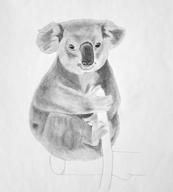 Drawing a Realistic Koala – How to Draw a Koala with Pencils | Muus Art