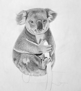 Drawing a Realistic Koala – How to Draw a Koala with Pencils | Muus Art