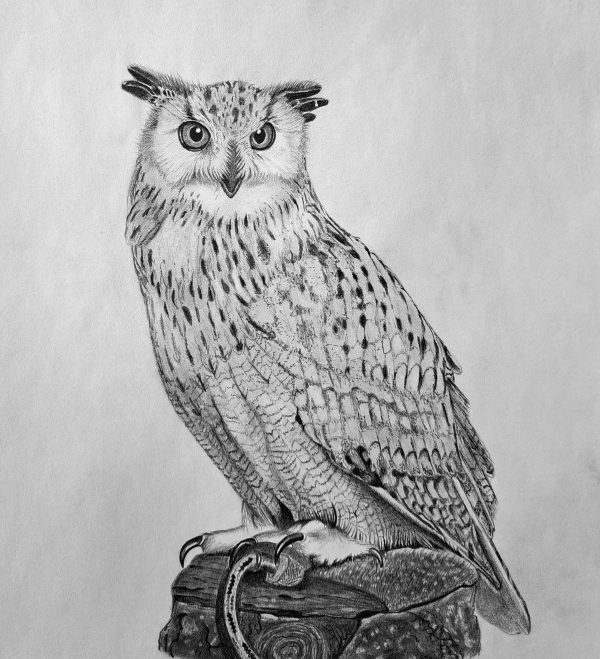 7 Steps on How to Draw an Owl with Realism | Muus Art