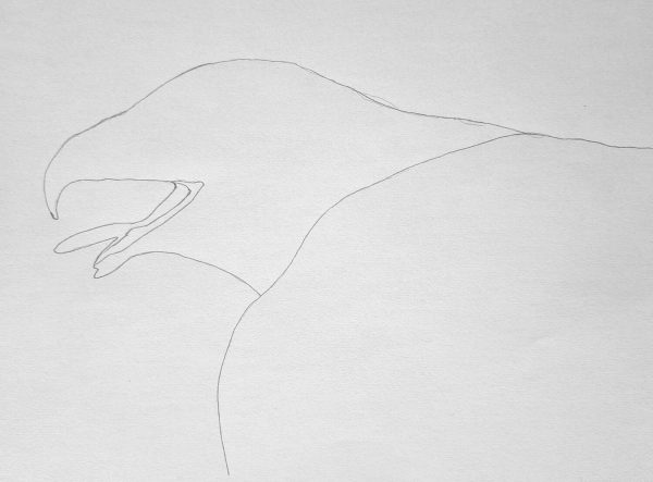 How to Draw a Golden Eagle Head (Selective Focus) | Muus Art