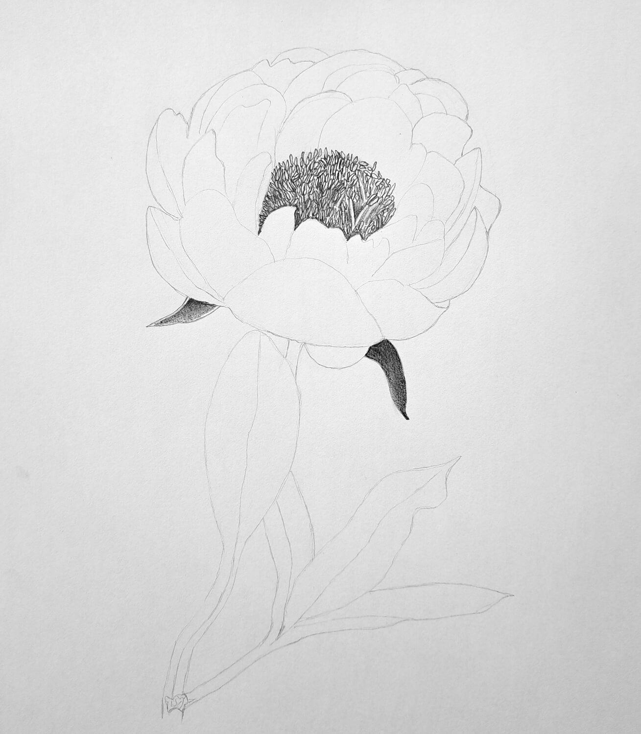 How to Draw a Peony Flower Step by Step | Muus Art