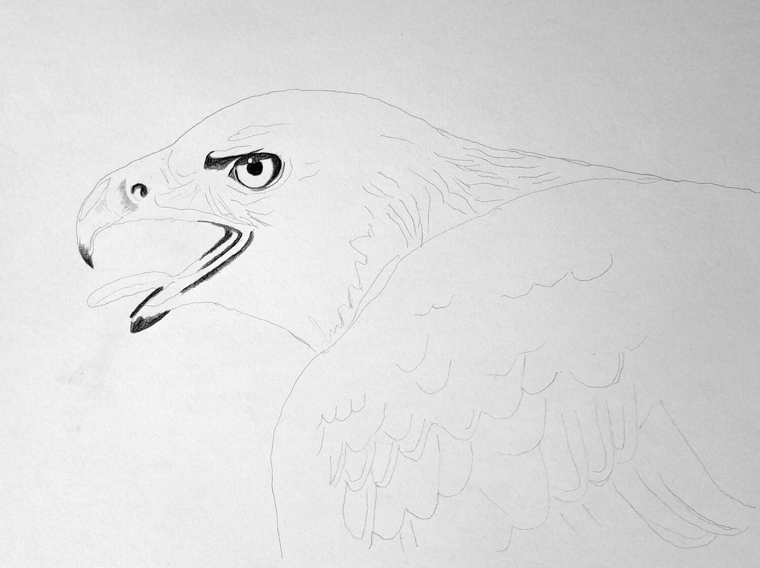 How to Draw a Golden Eagle Head (Selective Focus) | Muus Art