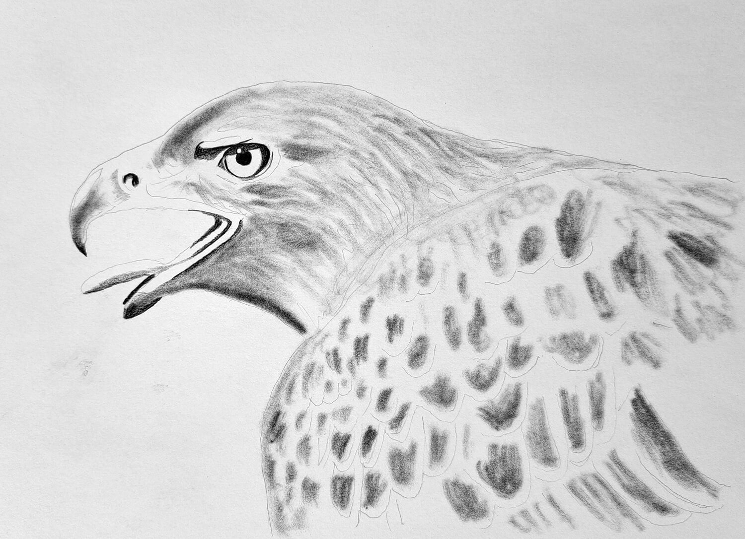 How to Draw a Golden Eagle Head (Selective Focus) | Muus Art