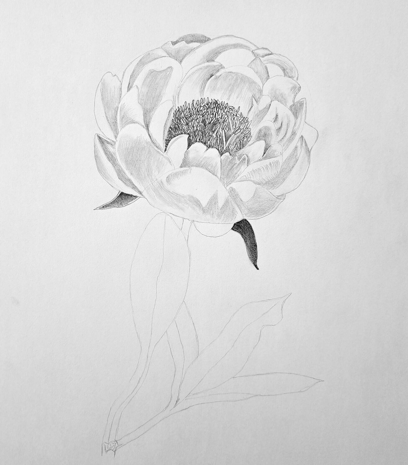 How to Draw a Peony Flower Step by Step | Muus Art