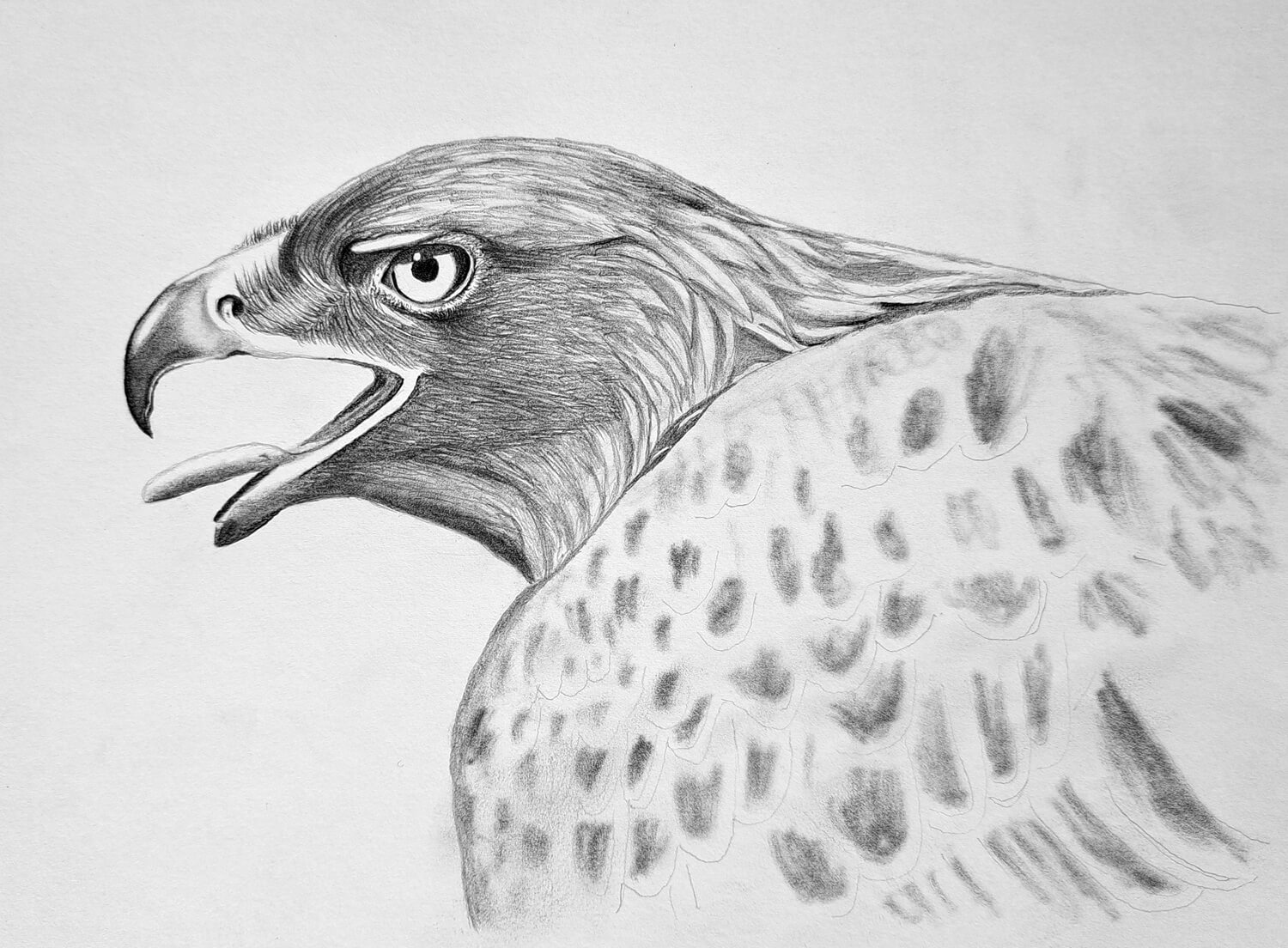 How to Draw a Golden Eagle Head (Selective Focus) | Muus Art