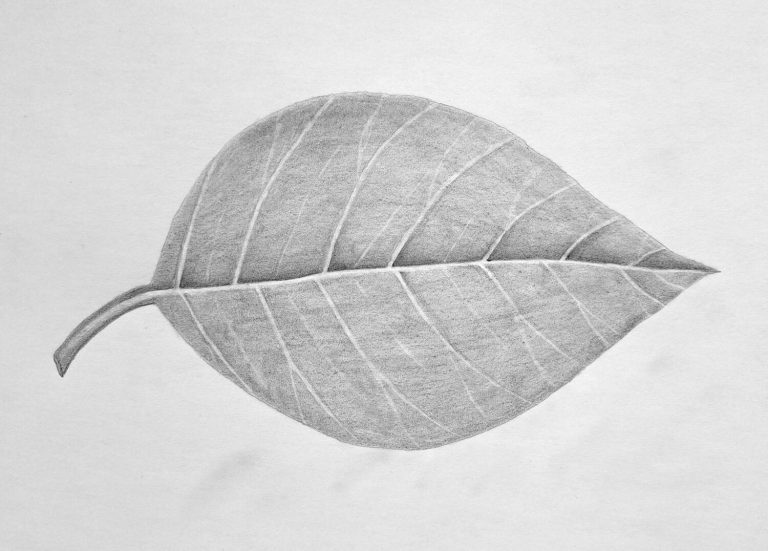 How to Draw a Leaf with Water Droplets | Muus Art
