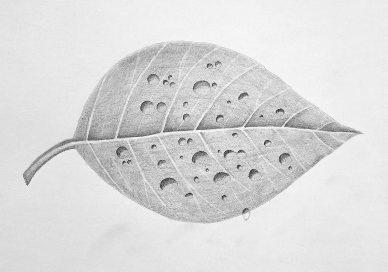 How to Draw a Leaf with Water Droplets | Muus Art
