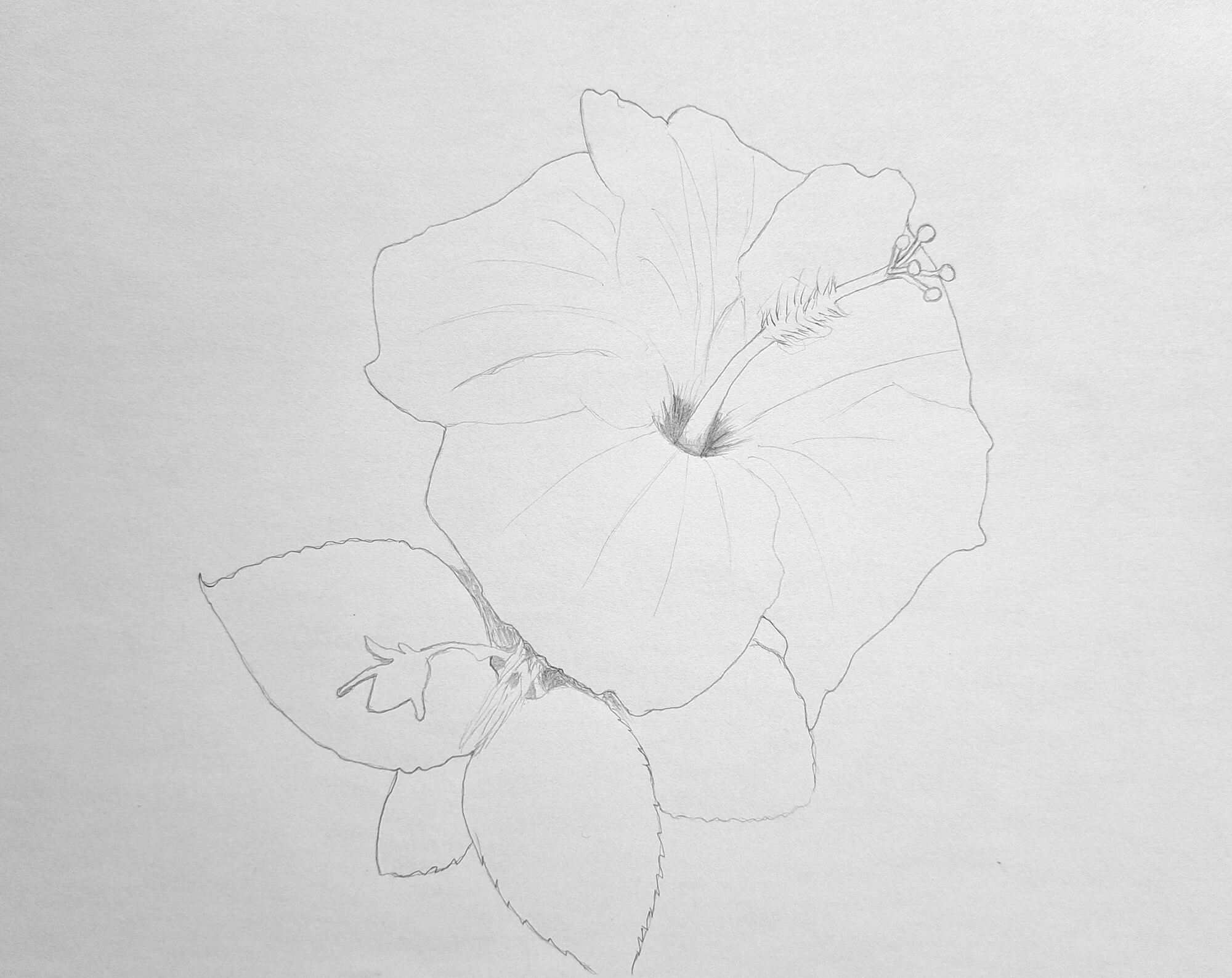 Easy Guide to Drawing Hibiscus Flowers Step by Step | Muus Art