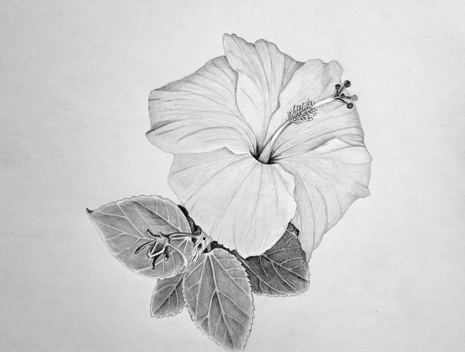 Easy Guide to Drawing Hibiscus Flowers Step by Step | Muus Art