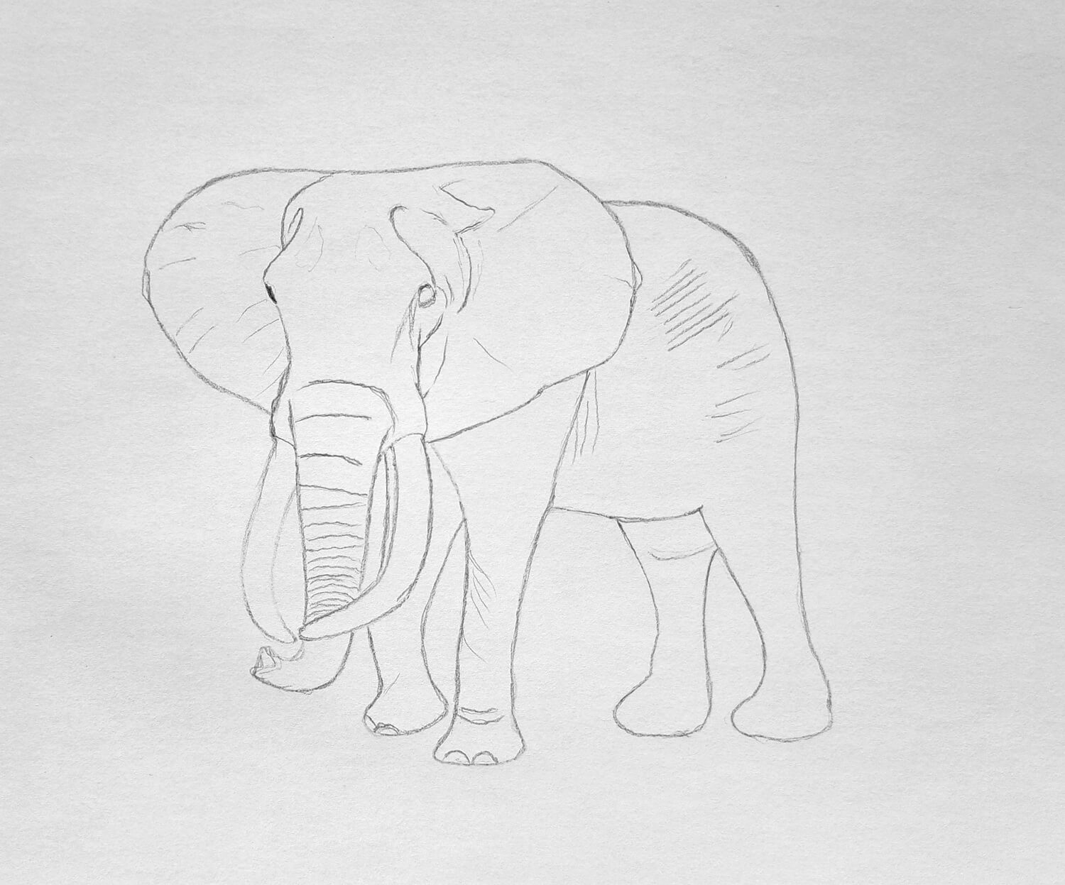 A Step by Step Tutorial on How to Draw an Elephant | Muus Art