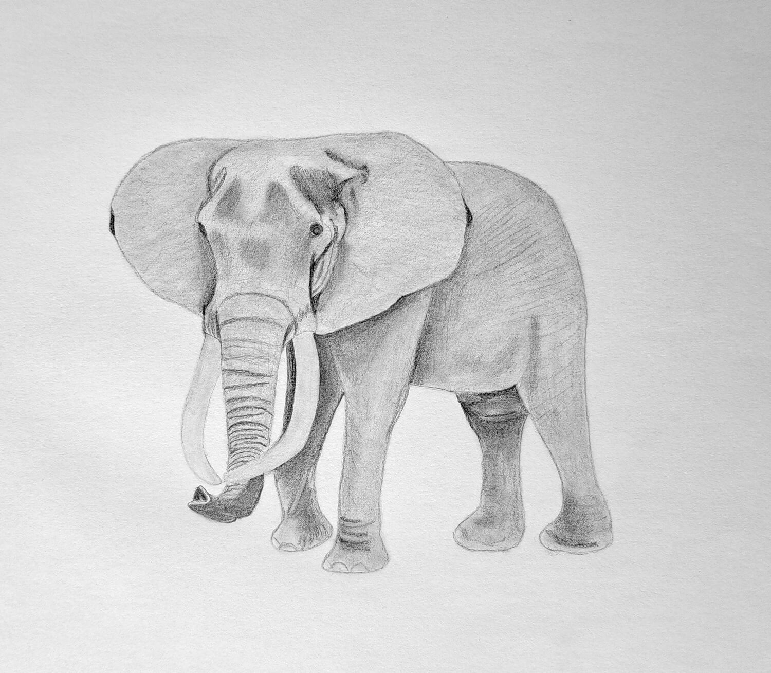 A Step by Step Tutorial on How to Draw an Elephant | Muus Art