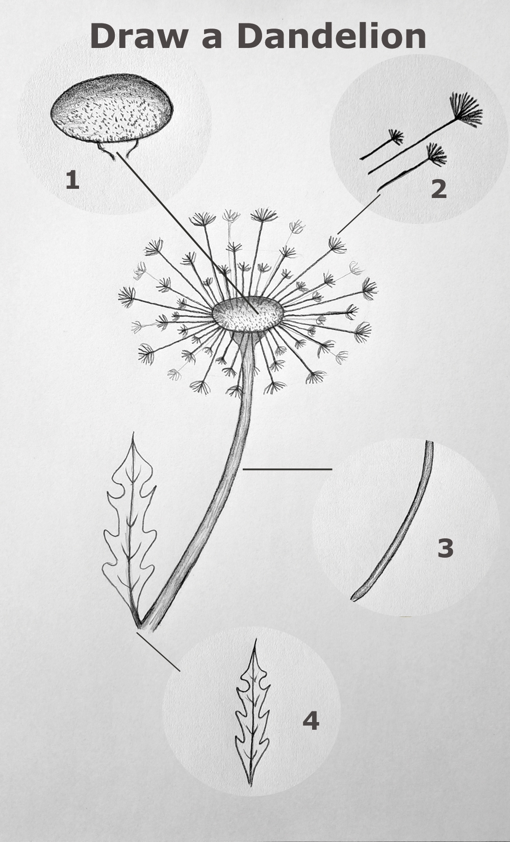 How to Draw a Dandelion (The Easy Doodle Edition) | Muus Art