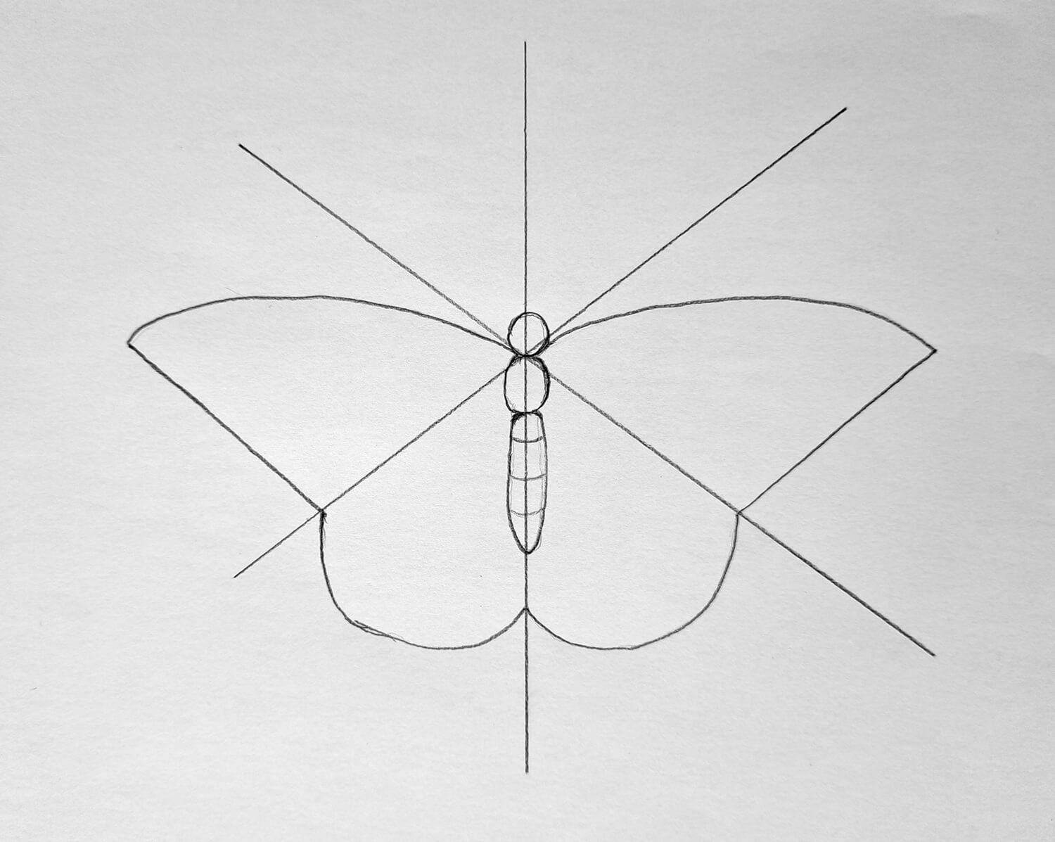 A Complete Beginner's Guide to Drawing a Realistic Monarch Butterfly ...