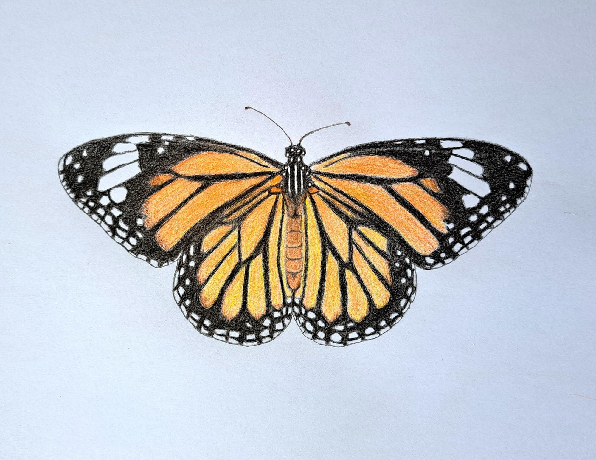 How to Draw a Butterfly Step by Step with Colored Pencils | Muus Art