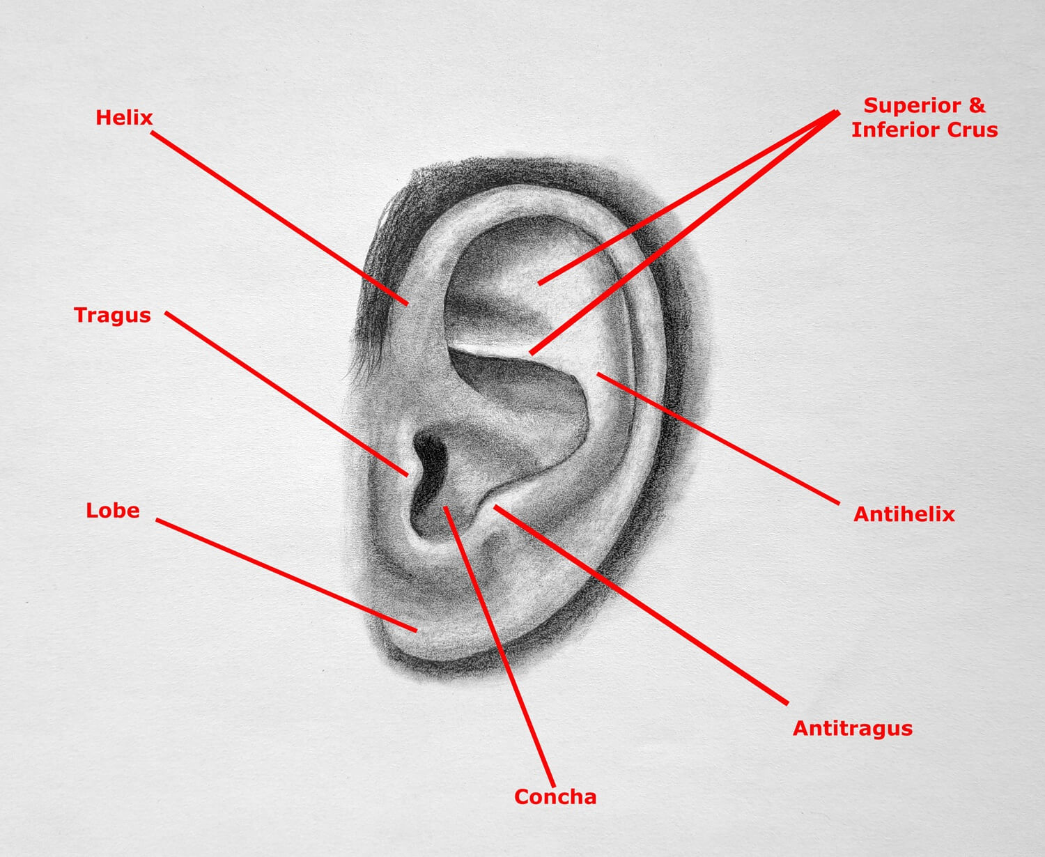 4 Easy Steps to Draw an Ear from the Side | Muus Art
