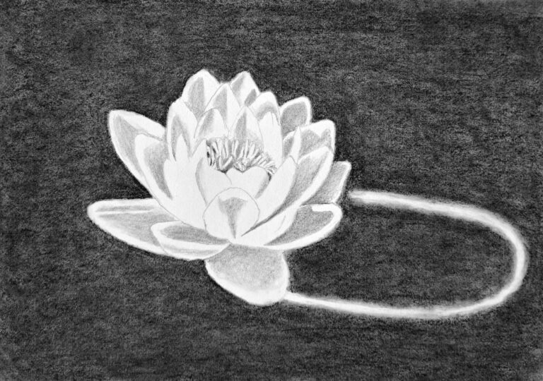 How to Draw a Lotus Flower Step by Step | Muus Art