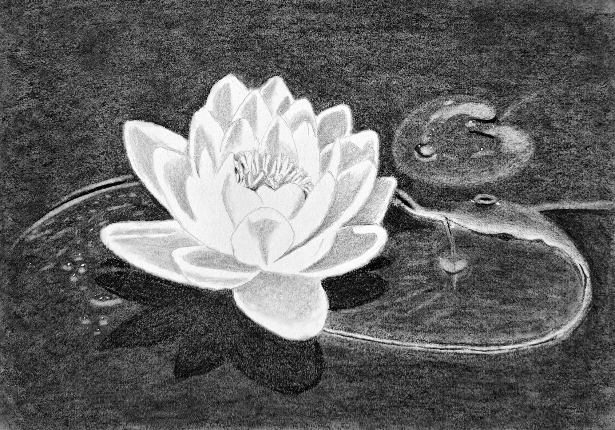 How to Draw a Lotus Flower Step by Step | Muus Art