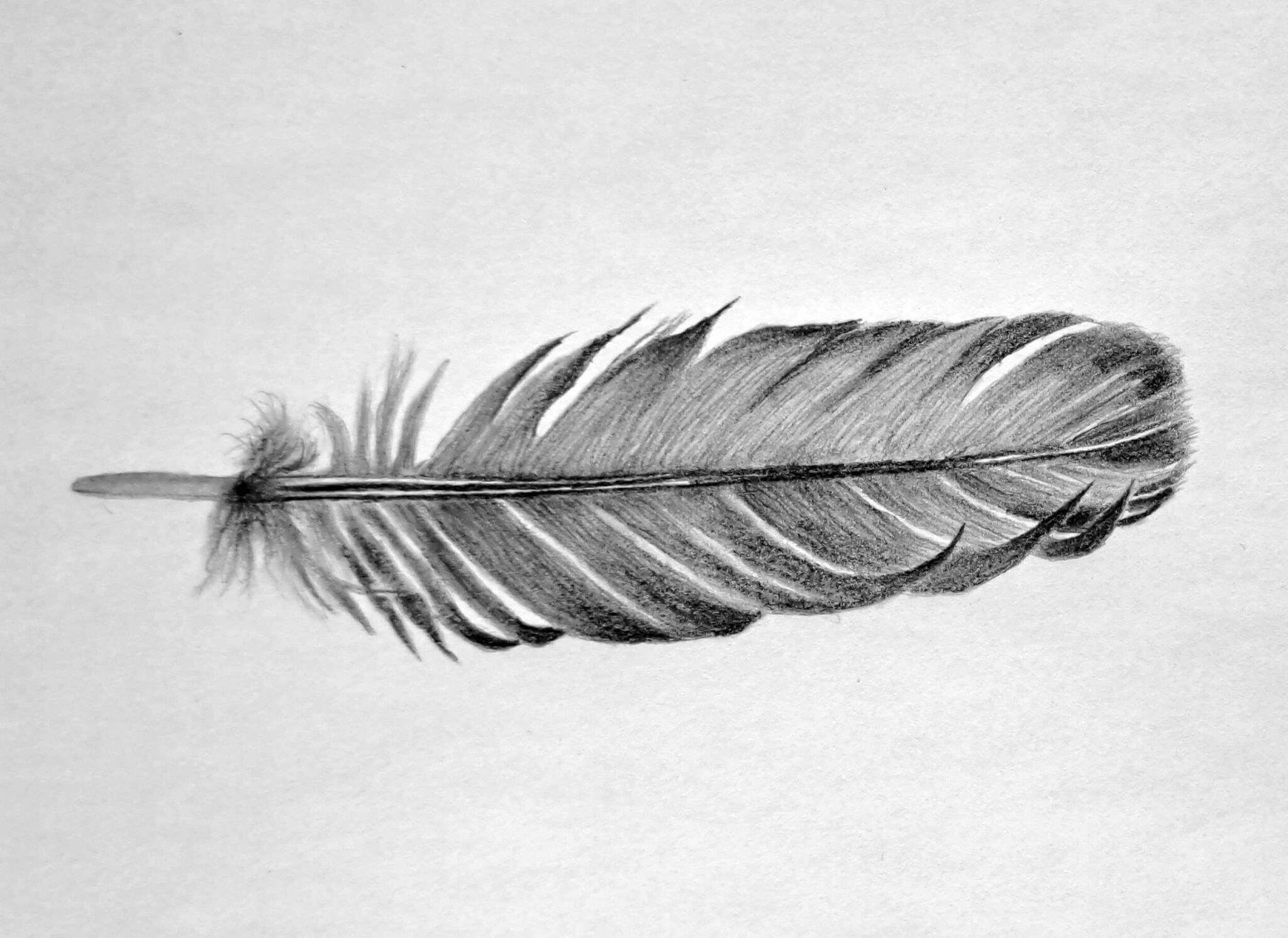 An Easy Tutorial for Drawing a Single Feather | Muus Art