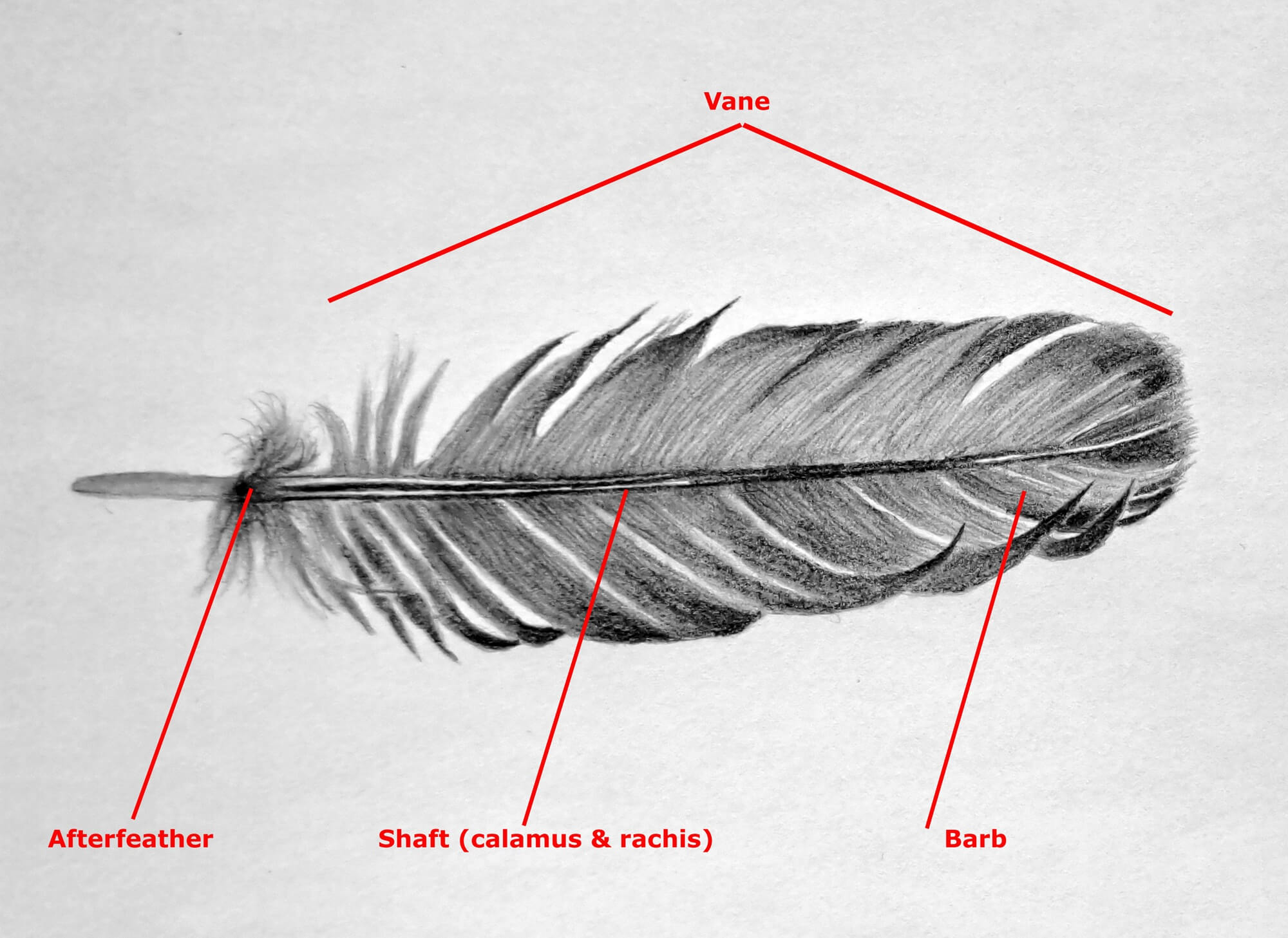 An Easy Tutorial for Drawing a Single Feather | Muus Art