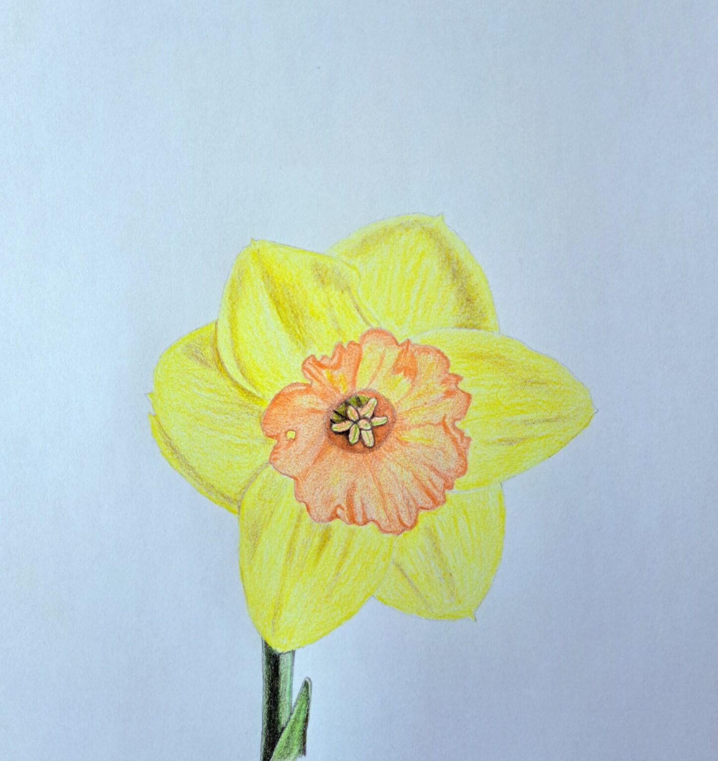How to Draw a Daffodil with Colored Pencils | Muus Art