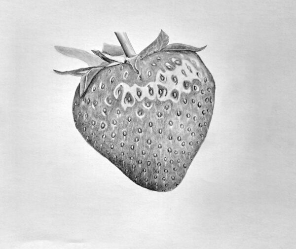Drawing Strawberries: Learn How to Draw a Strawberry with Pencils ...